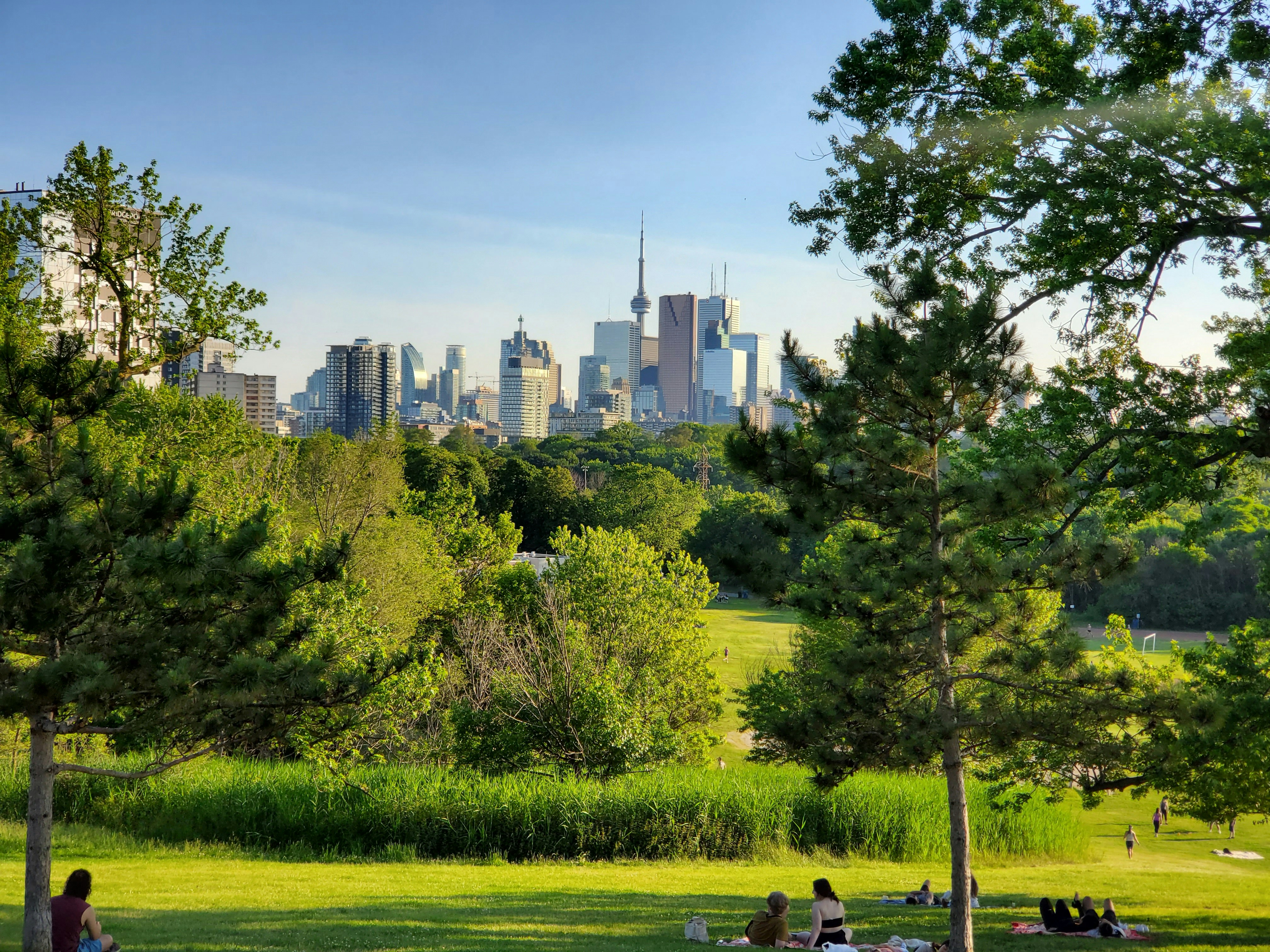 Scripting Daily Geospatial Updates to Toronto Trees Using GeoPandas